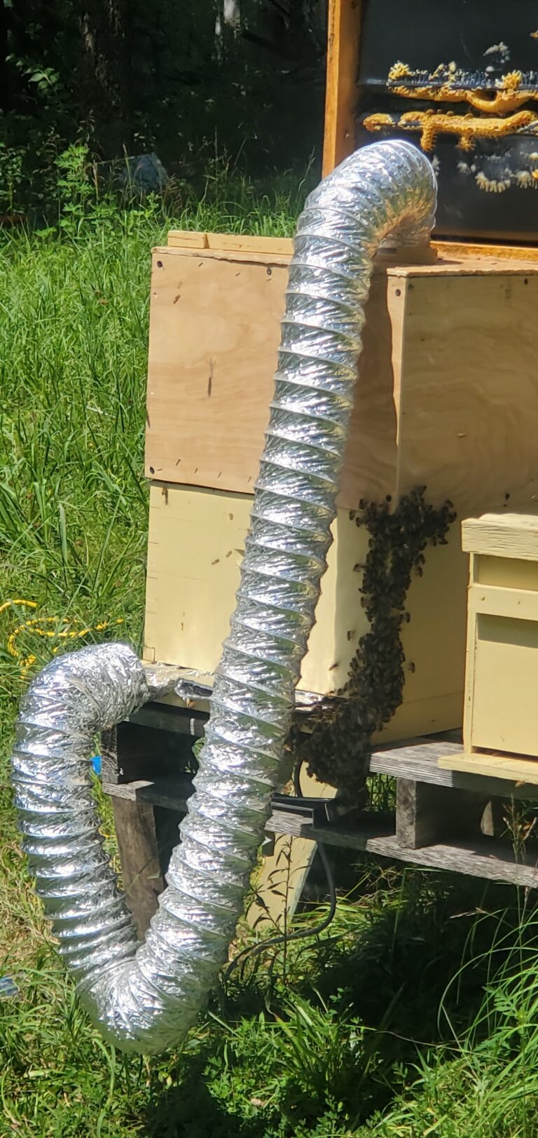 Heat Treatment for Varroa Destructor Mites – Mid-MO Honey